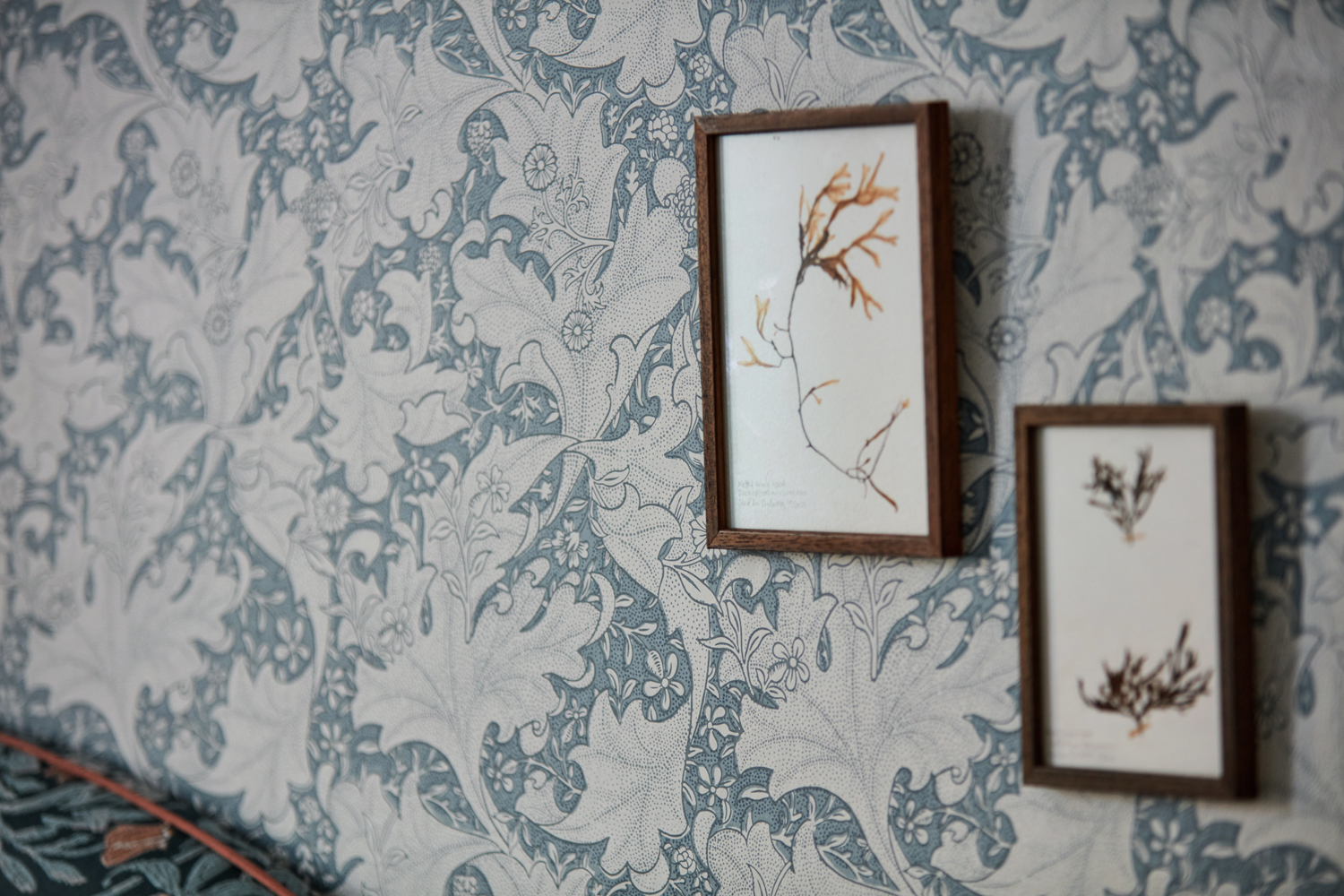 Morris & Co Wallpaper Wallflower-9802